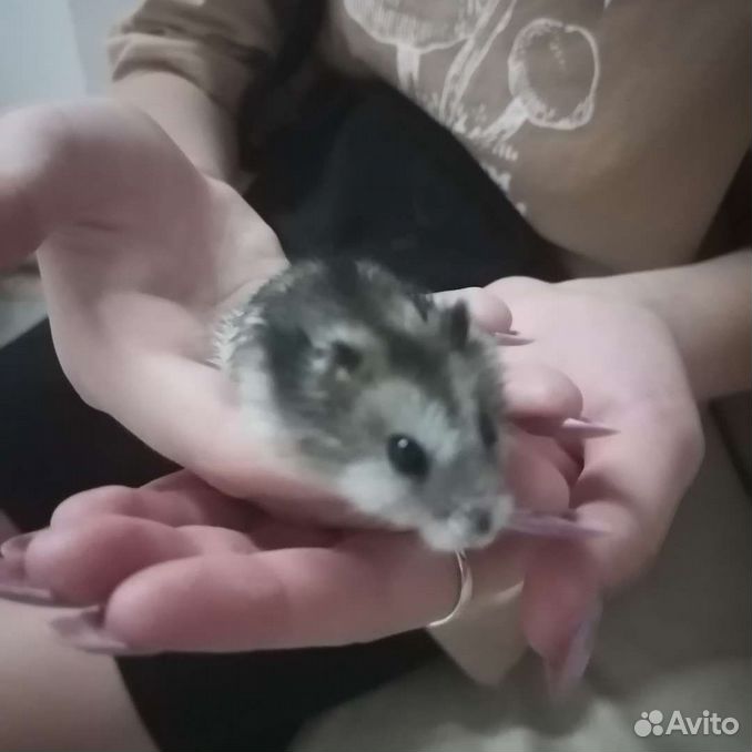 Джунгарский хомяк бесплатно