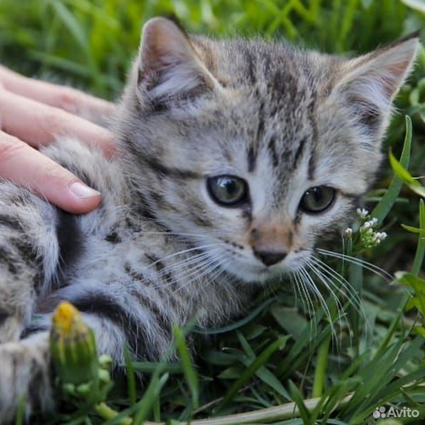 Шотландские котенок