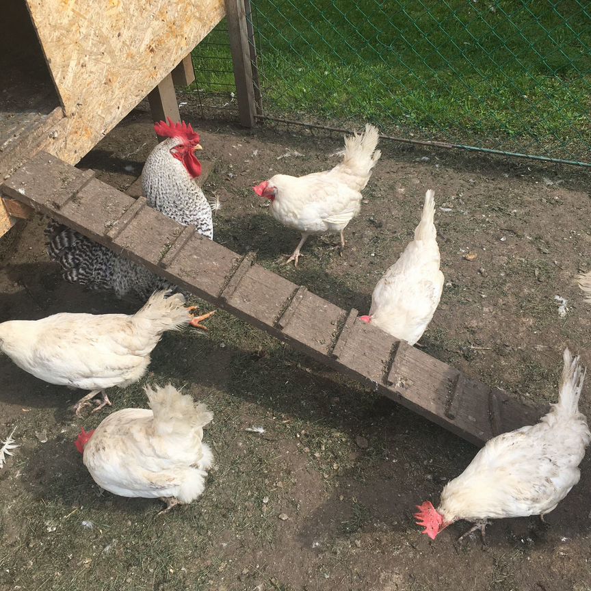 Курицы несушки