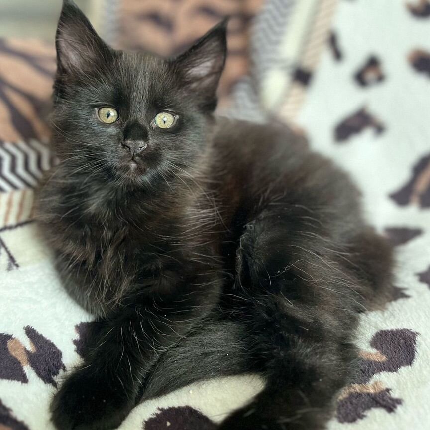 Мейн-кун котёнок