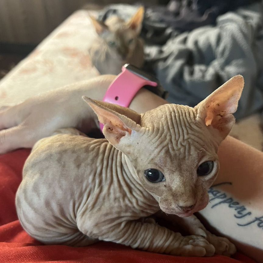 Донской сфинкс котята