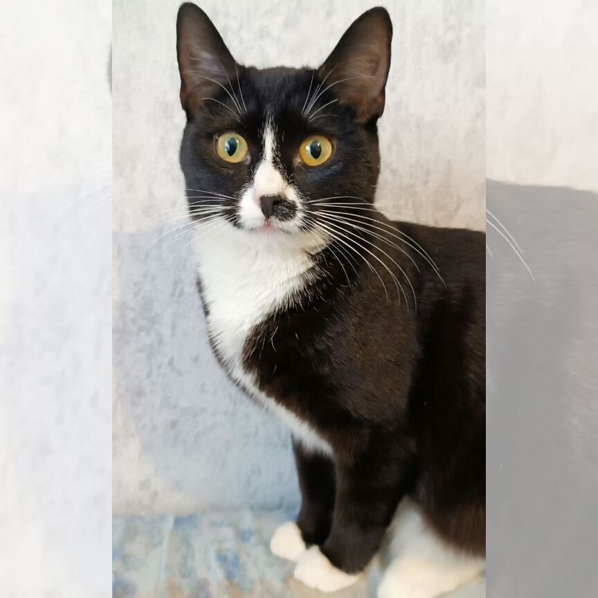 Котёнок от частного владельца