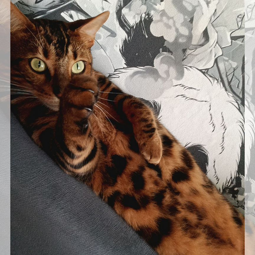 Бенгальская, взрослая кошка