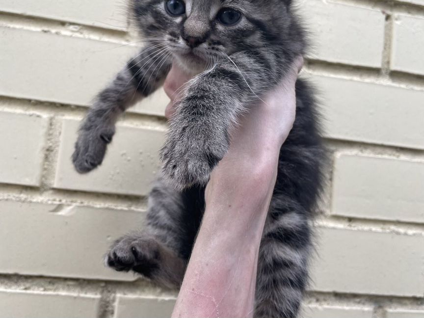 Котята 1 мальчик 2 девочки 1 месяц