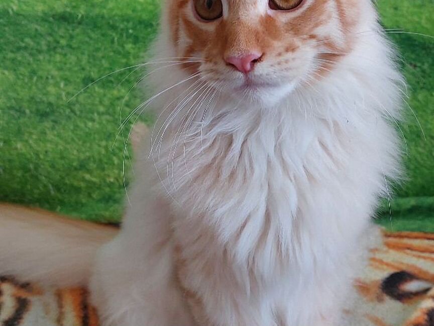 Котята Мейн-Кун рыжие