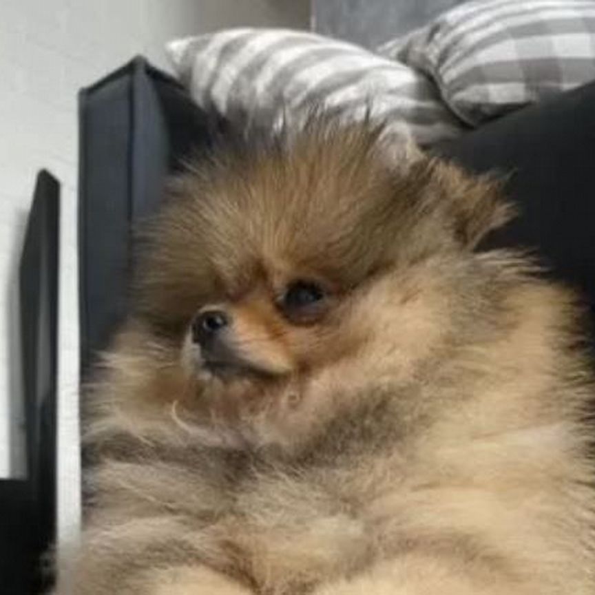 Щенок шпица мальчик