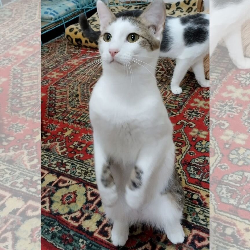 Отдам кота в добрые руки