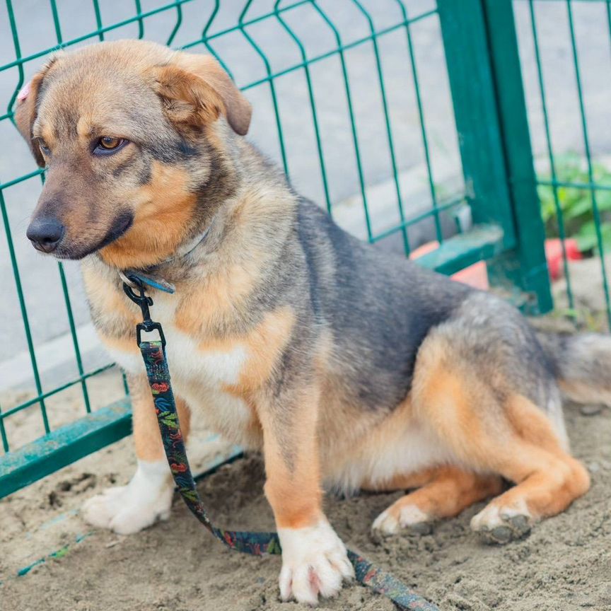 Щенок в добрые руки