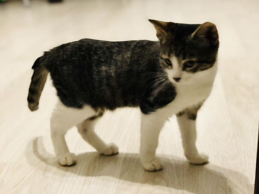 Котенок в добрые руки