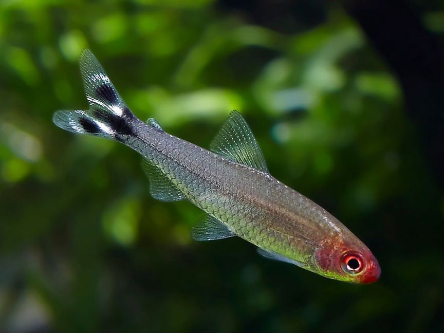 Родостомус