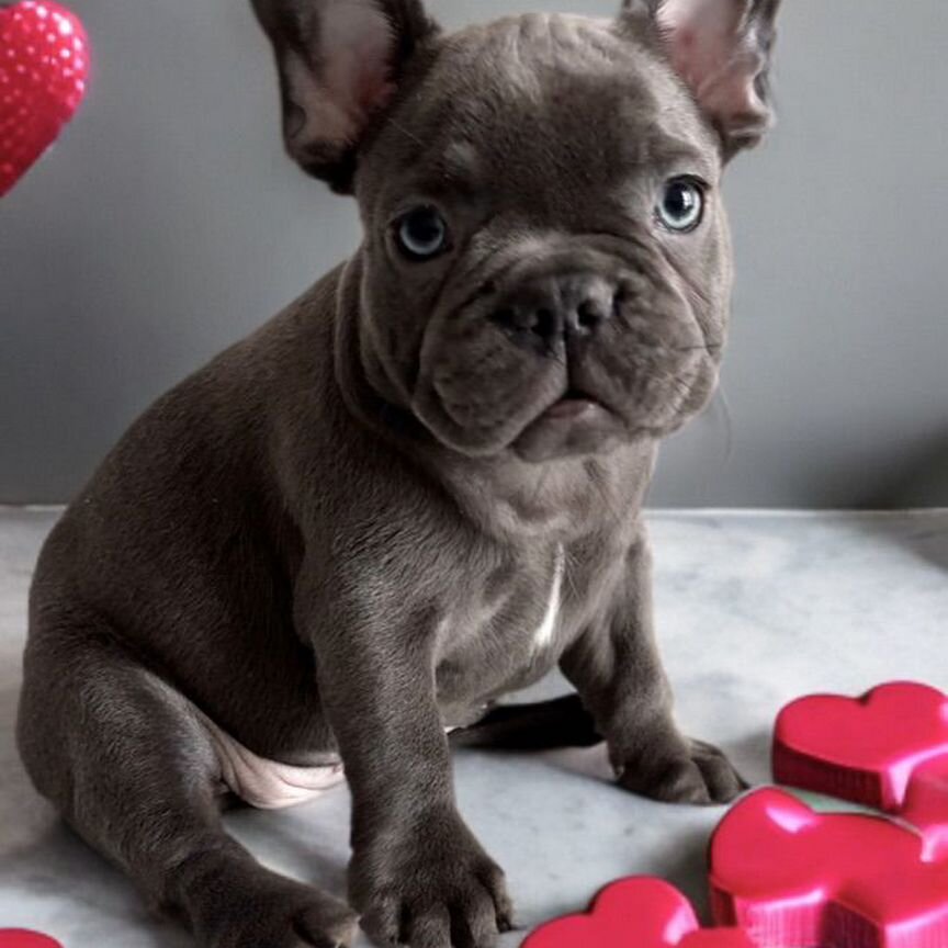 Роскошный французский бульдог щенок девочка