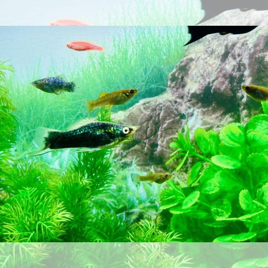 Моллинезия Либерти, черный меченосец, пецилии