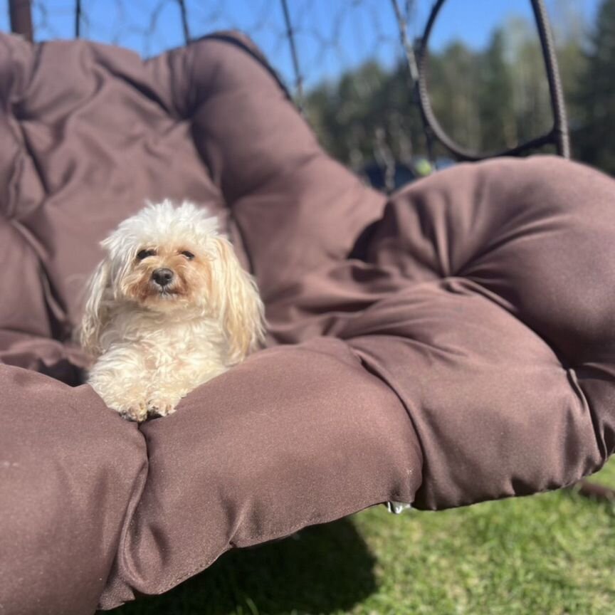 Прилесная девочка мальтипу