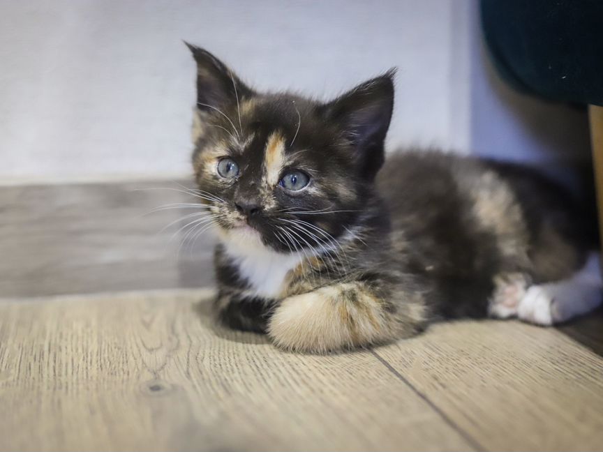 Котёнок Кошечка (помесь Мейн куна)