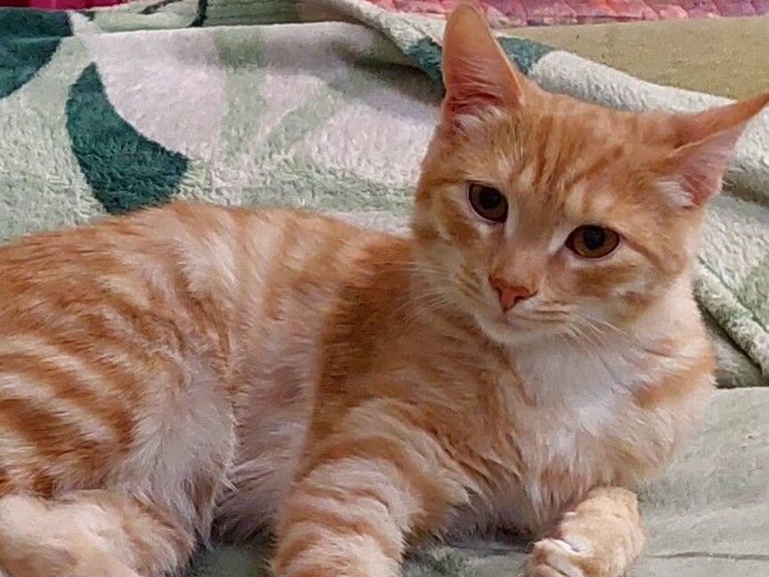 Кот рыжий