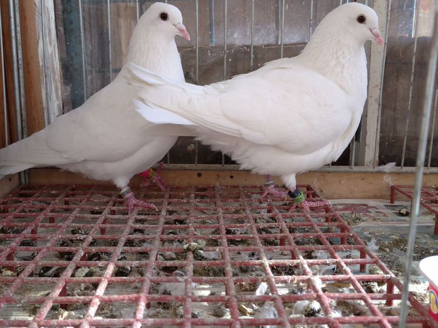 Голуби типплеры