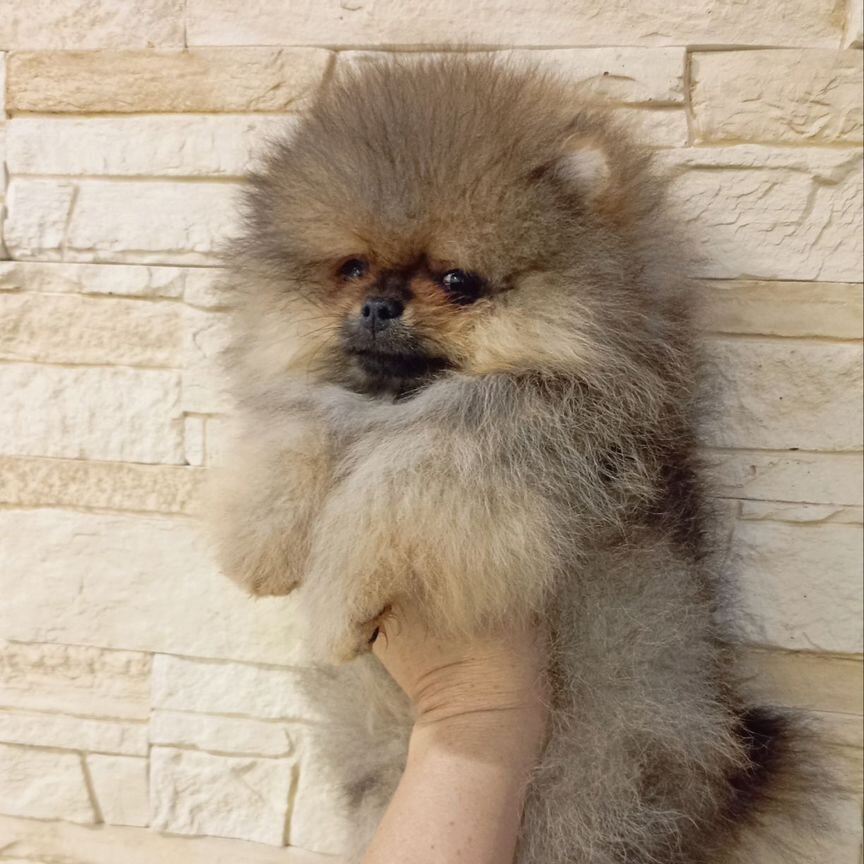 Померанский шпиц медвежьего типа