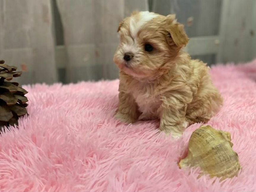 Щенки мальтипу