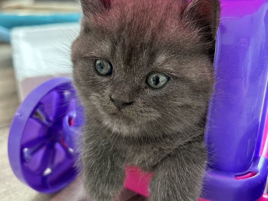 Шотландские котята