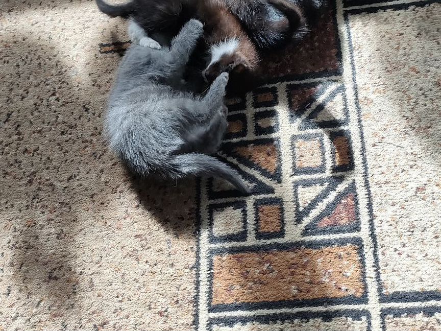 Забавные котята отдам в добрые руки