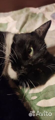 Коты ищут дом на пол года с полным обеспечением