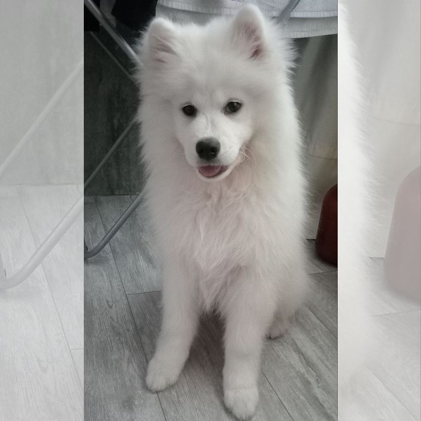 Самоедская лайка щенки