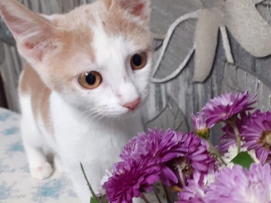 Котёнок в добрые ручки