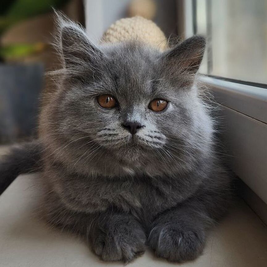 Британский котик