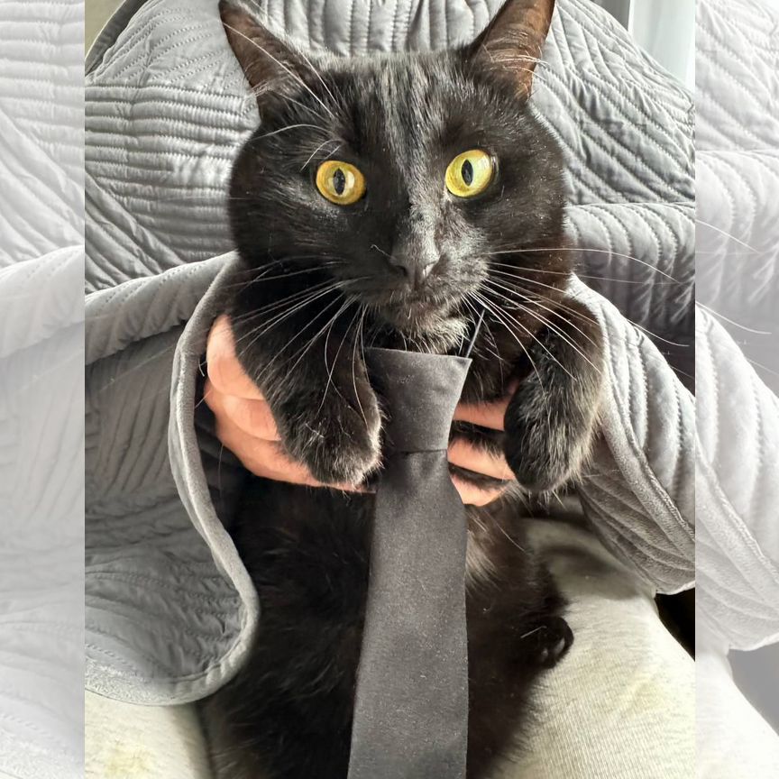 Отдам кота в добрые руки бесплатно