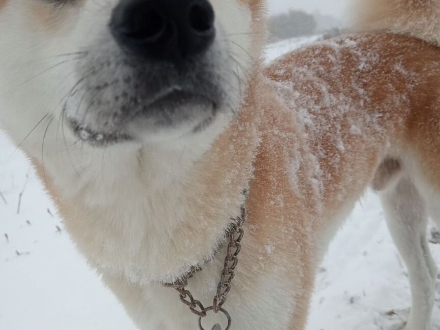 Вязка собак акита ину