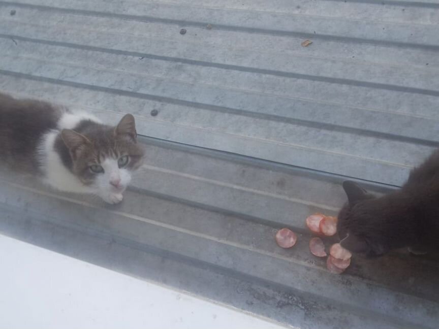 Кот бездомный в добрые руки