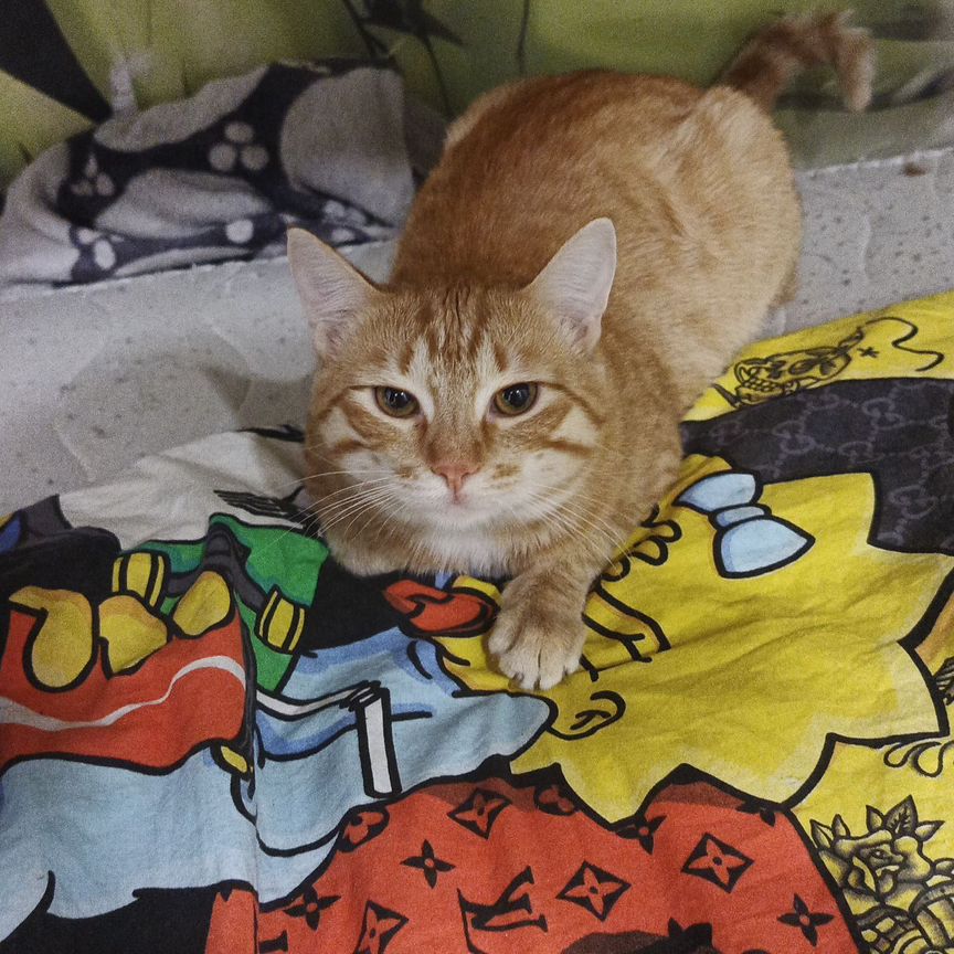 Рыжик 8 месяцев в добрые руки