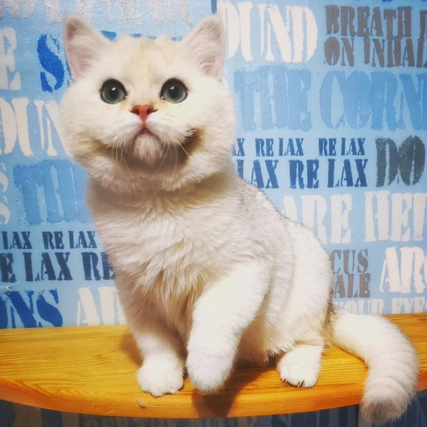 Британский котенок окраса саншайн