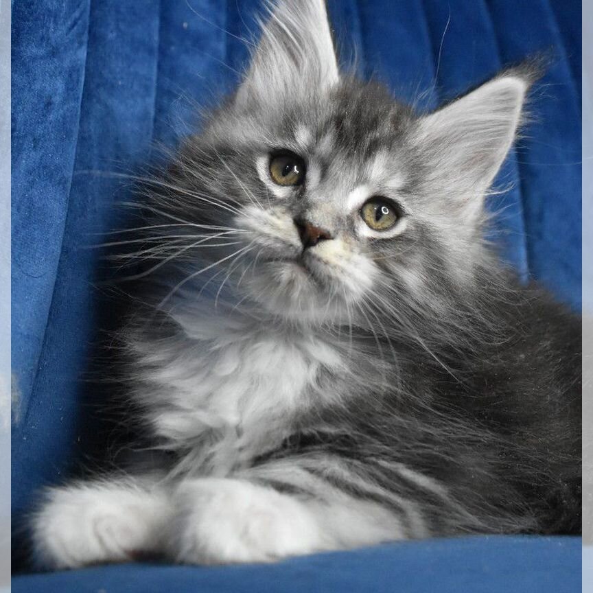 Мейн-кун котёнок