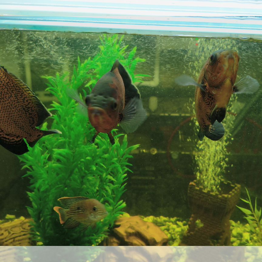 Аквариумные рыбки