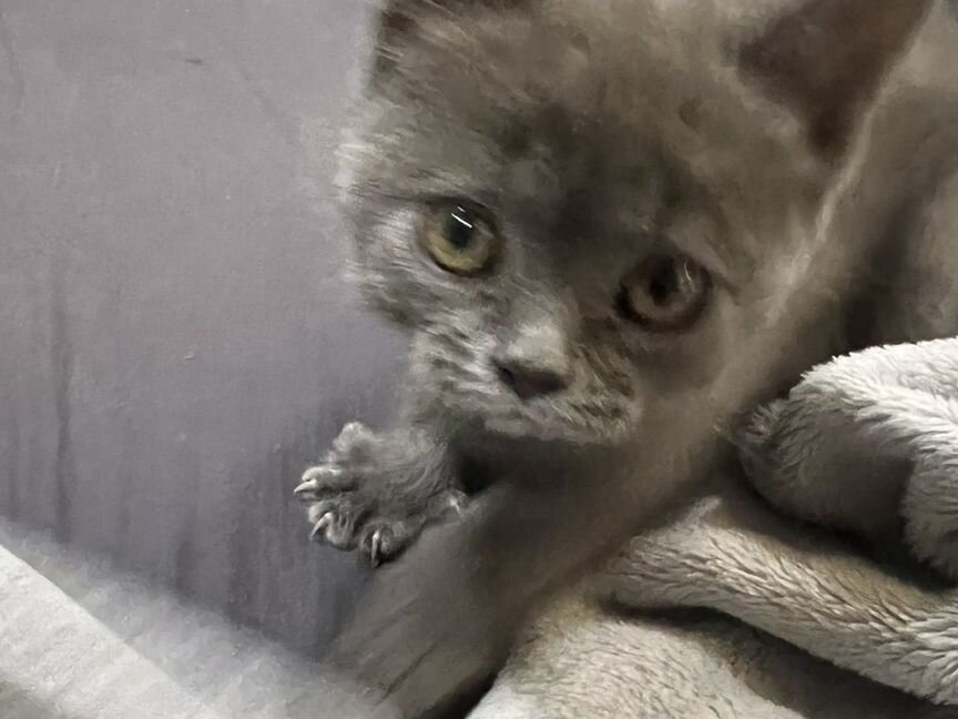 Британскмй котенок 3 месяца