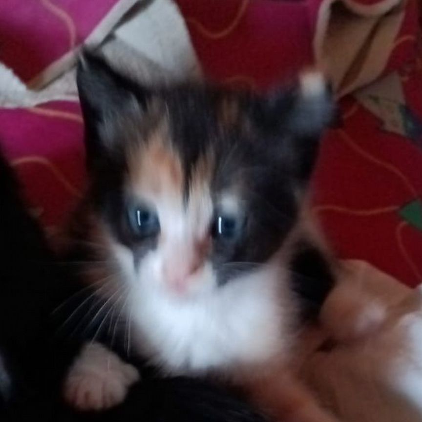 Кошка настоящая