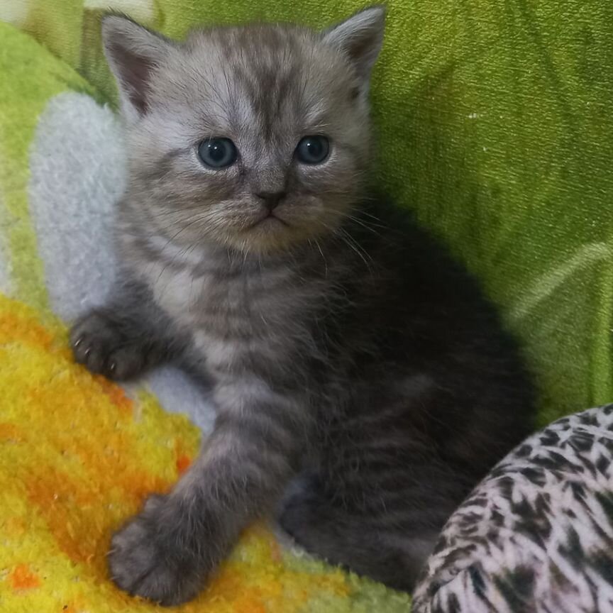 Шотландский прямоухий короткошёрстный котёнок