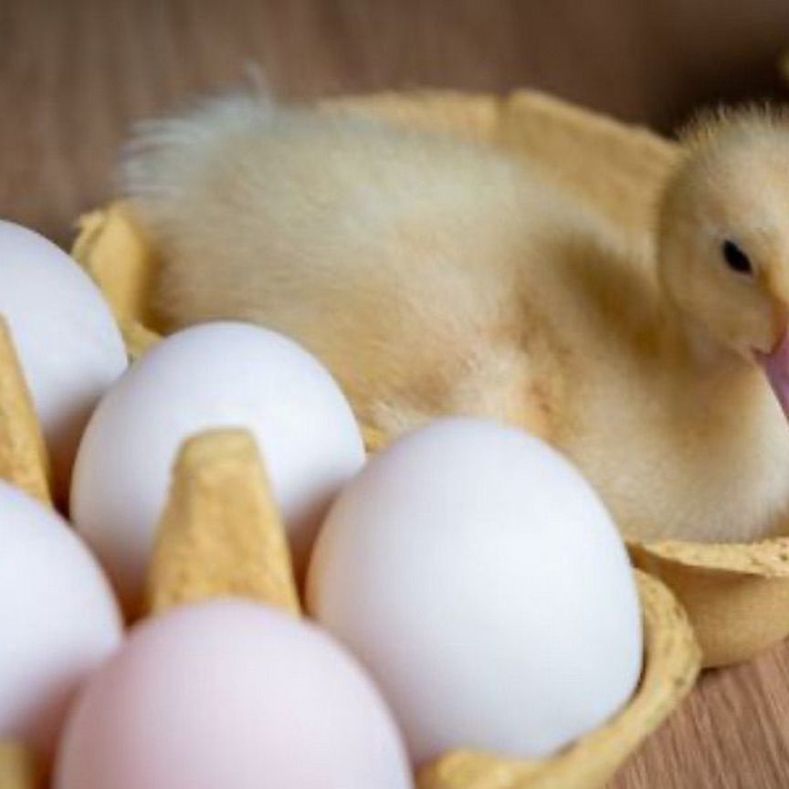 Утиные яйца на инкубацию