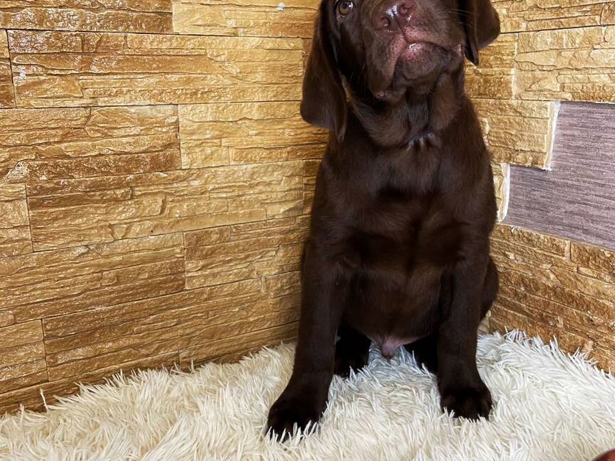 Шоколадки с документами