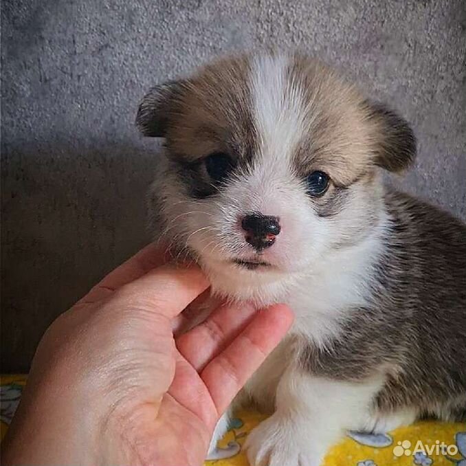 Красавица Вельш Корги Пемброк