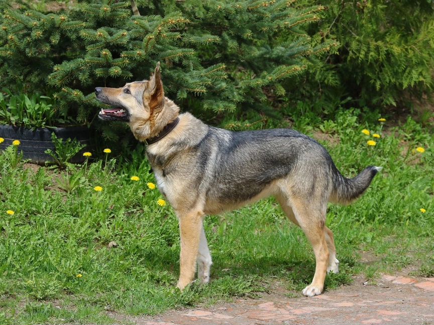 Собака в добрые руки метис вео