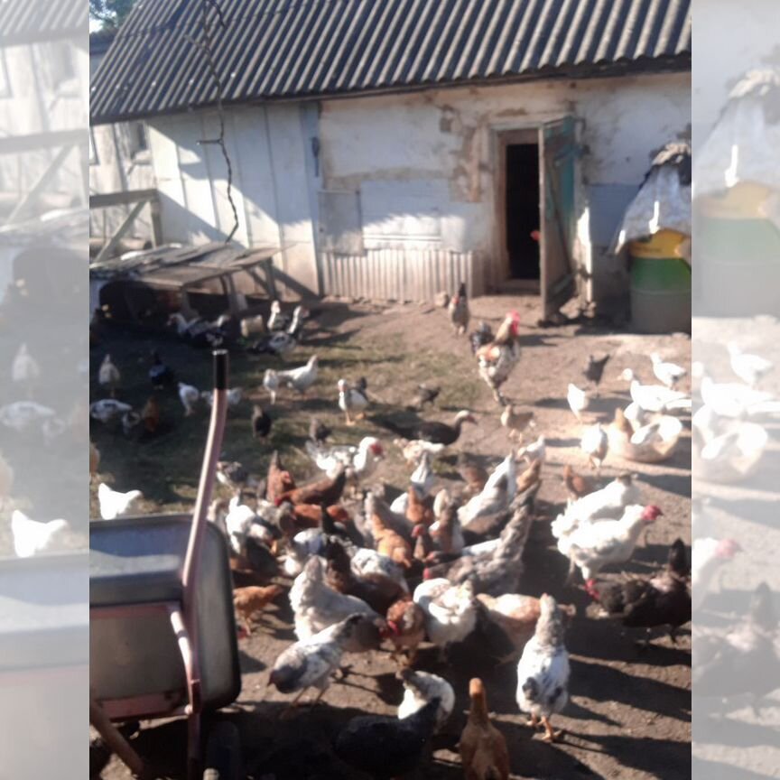 Цыплята мясо яичных