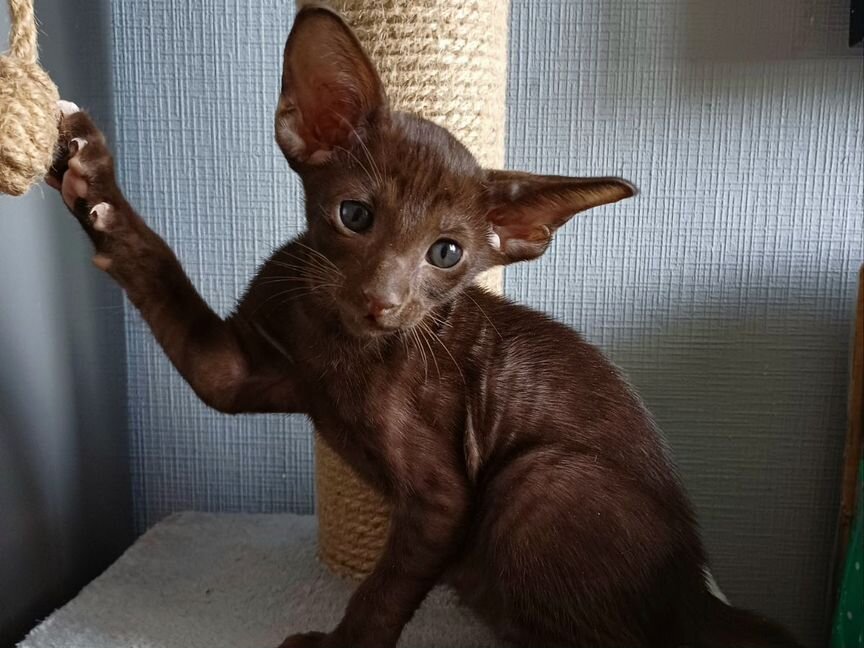 Ориентальные котята