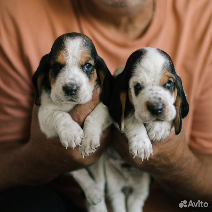Щенки бассет хаунд