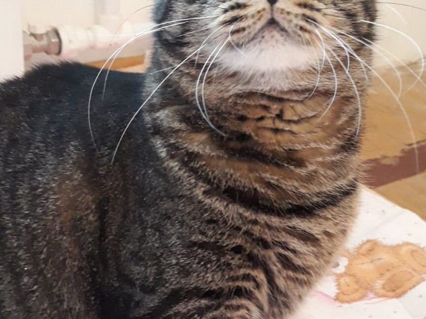Кошечка полосатик в добрые руки