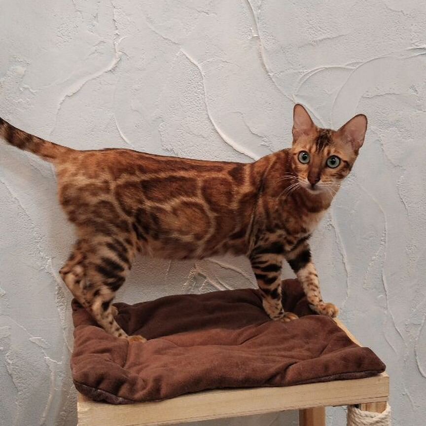 Бенгальская кошка Мелодия 2 года