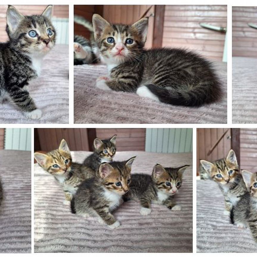 Котята от осенней депрессии