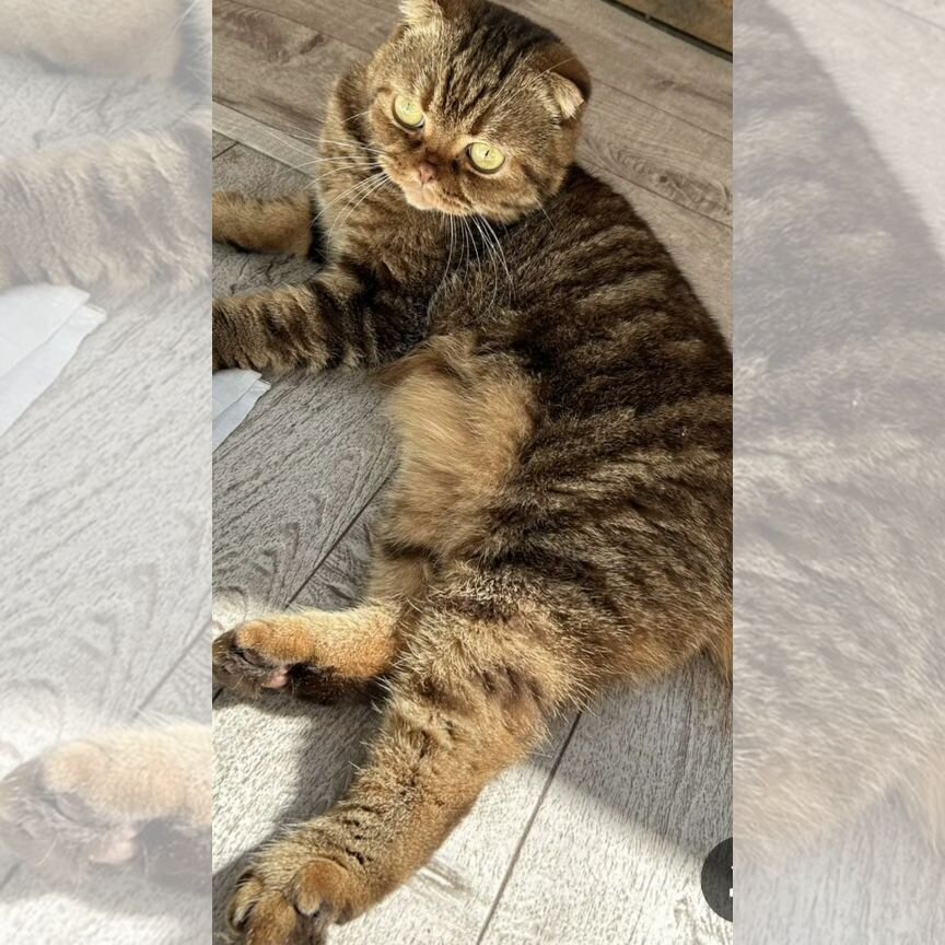 Британский короткошёрстный, взрослый кот