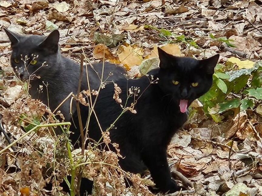 Котятки нуждаются в добрых ручках